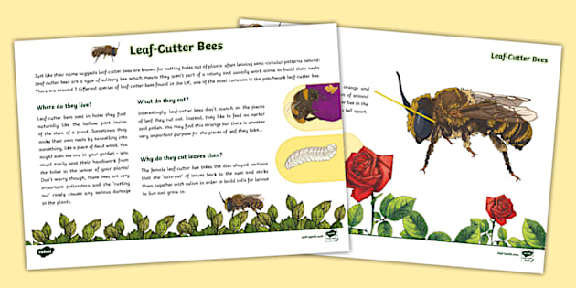 Leaf-Cutter Bees Fact File - Fascinating Facts - Twinkl