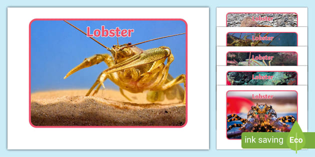 FREE! - Lobster Photo Pack (l'enseignant a fait) - Twinkl