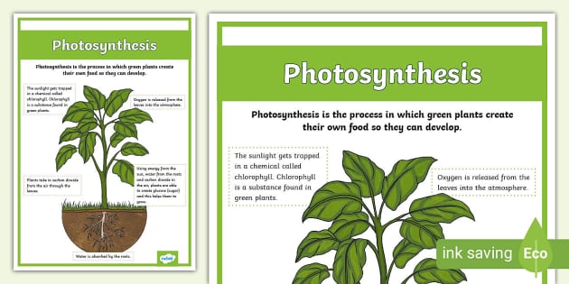 KS2 Photosynthesis Display Poster - Science - KS2 - Twinkl