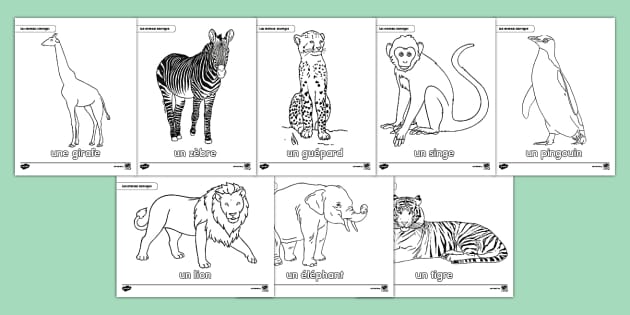 Coloriage : Les animaux sauvages (teacher made) - Twinkl