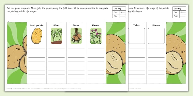 Potato Folding Life Stages Template - Twinkl