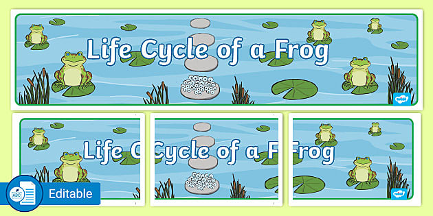 Life Cycle of a Frog Display Banner (teacher made) - Twinkl