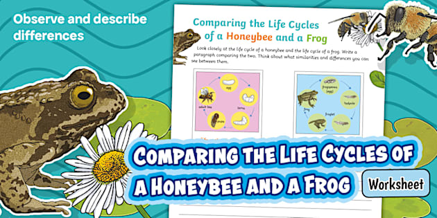 * NEW * Comparing the Life Cycles of a Honeybee and a Frog Worksheet
