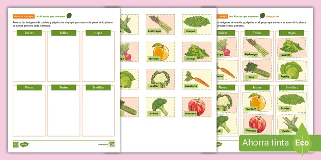 Partes De Las Plantas Hoja De Trabajo Grado 2