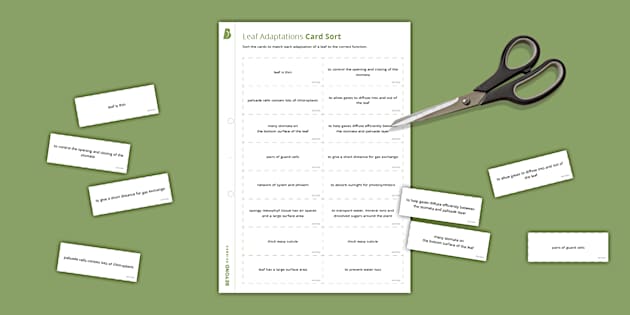 Leaf Structure Cut and Stick