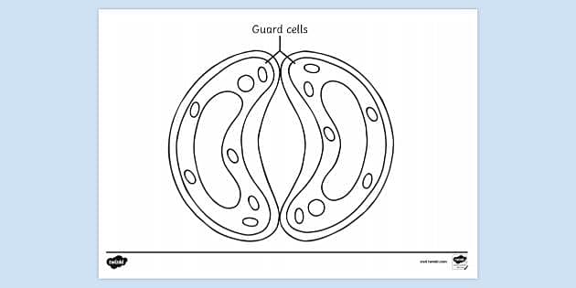 Guard Cells Colouring | Colouring Sheets (teacher made)