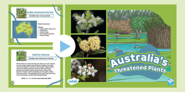 Australia's Threatened Plants PowerPoint - Twinkl