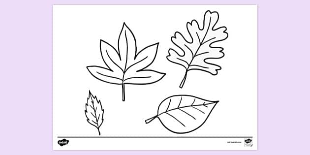 FREE Autumn Leaves Printable Colouring Page Twinkl FREE Autumn Leaves Printable Colouring Page Twinkl