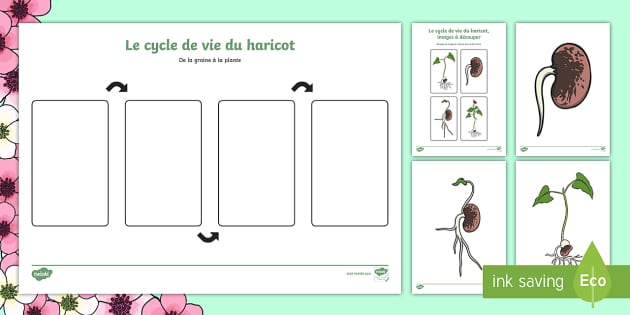 Images à ordonner : le cycle de vie du haricot - Twinkl Images à ordonner : le cycle de vie du haricot - Twinkl