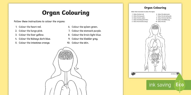 Organs Colouring Worksheet / Worksheet - The Human Body, human, body, body