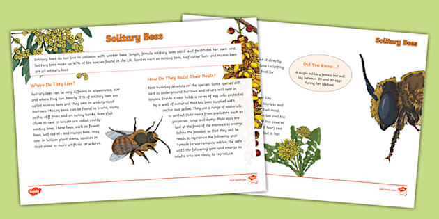 Solitary Bees Fact File - Illustrated Resource - Twinkl