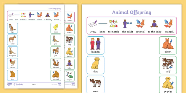 Twinkl Symbols: Science: Animal Offspring Matching Activity