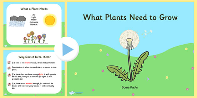 What Plants Need To Grow PowerPoint teacher Made What Plants Need To Grow PowerPoint teacher Made