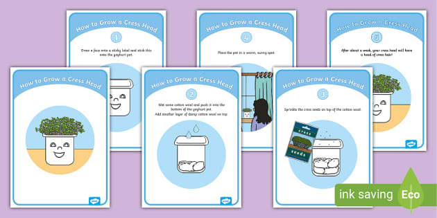 How to Grow a Cress Head Display Posters (teacher made)