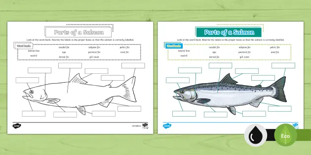 Salmon Life Cycle Worksheet