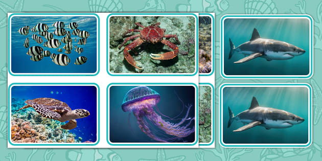 Under the Sea Photo Matching Pairs Game | Twinkl - Twinkl