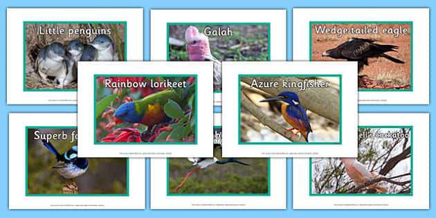 Australian Bird Pictures | Classroom Display Resources