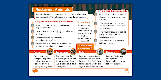 KS1 Nocturnal Animals Fact File (l'enseignant a fait)