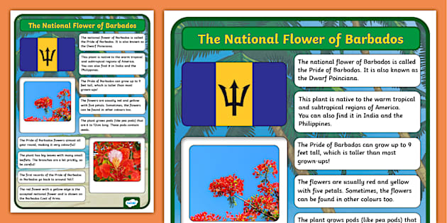 The National Flower of Barbados Fact File Poster - Twinkl