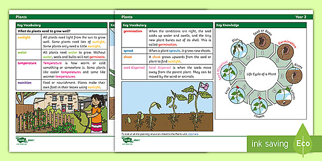 Plants Knowledge Organizer | Year 2 Science