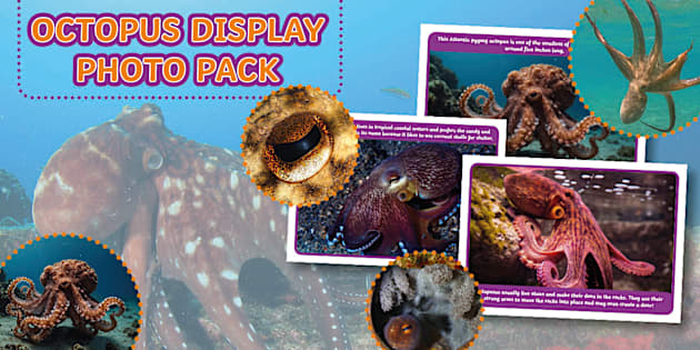 Octopus Display Photo Pack (teacher made) - Twinkl
