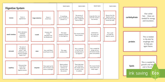Digestive System Sorting Activity Loop Cards (teacher made)