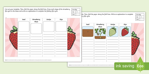 Strawberry Folding Life Cycle Template (teacher made)