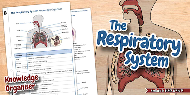 The Respiratory System Knowledge Organiser
