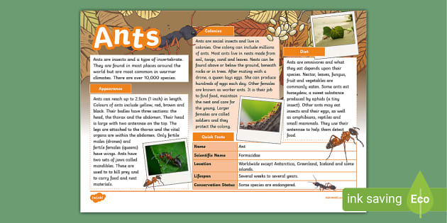 Ants Fact File - Animals - Twinkl - KS2 (creat de profesori)