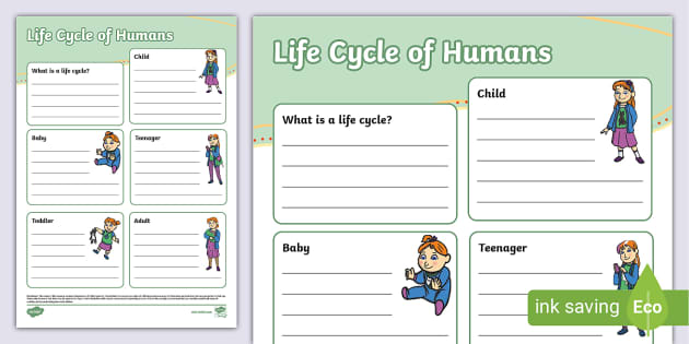 Human Life Cycle Fact File Template (teacher made) - Twinkl