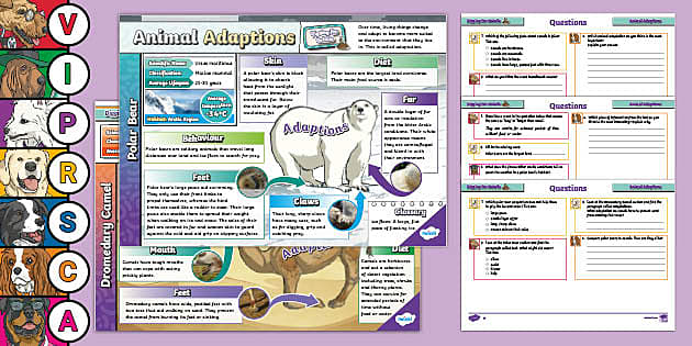 Digging for Details: Animal Adaptations KS2 | Infographic