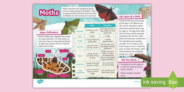 KS2 Moth Fact File (teacher made) - Twinkl