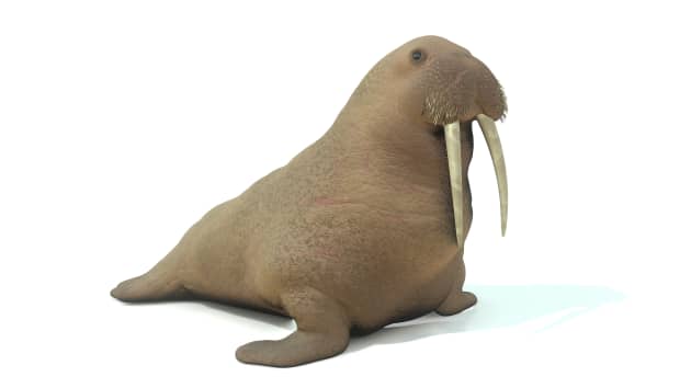 FREE! - Walrus AR Quick Look Model