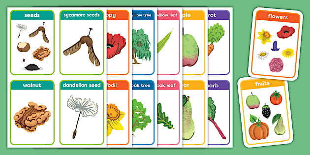 Originals First Words Flashcards: Plants and Growing