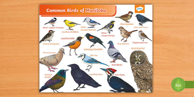 Common Birds of Manitoba (Hecho por educadores) - Twinkl