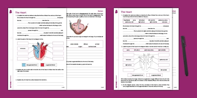 The Heart Worksheets | KS3 Science | Beyond - Twinkl