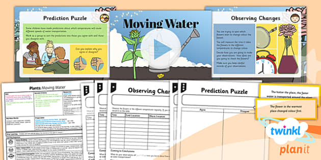 Water Movement in Plants KS2 | Transportation in Plants