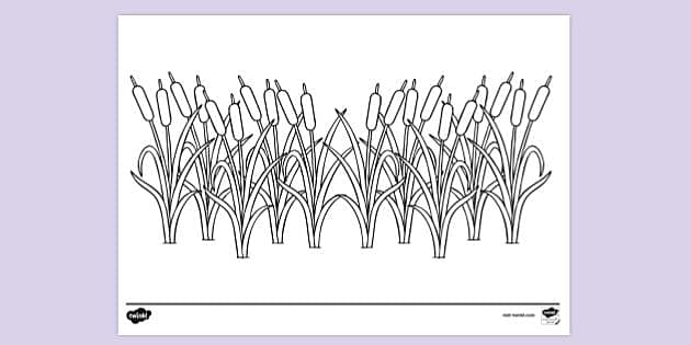 FREE! - Bulrushes Colouring | Colouring Sheet (teacher made)
