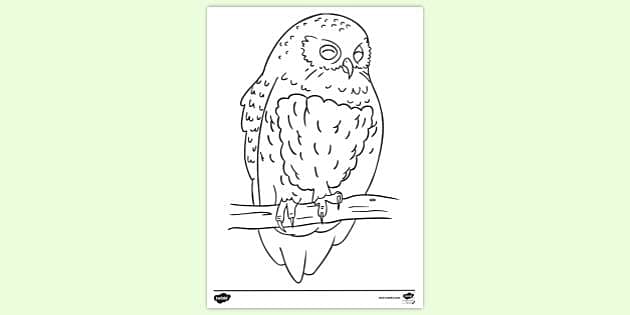 Friendly Morepork Colouring Sheet | Colouring Sheets