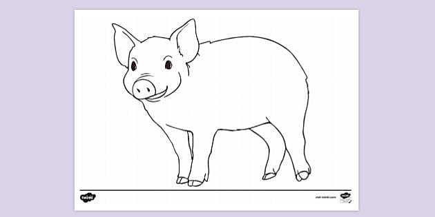 FREE! - Squealer Colouring Sheet (teacher made) - Twinkl