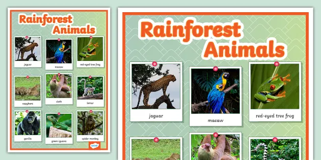 Rainforest Animals Photo Display Poster