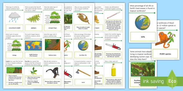 Tropical Rainforests: Quiz Quiz Trade Cards - Twinkl