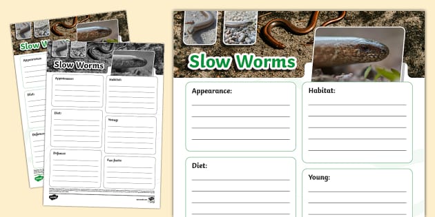 Slow Worm Fact File Template (teacher made) - Twinkl