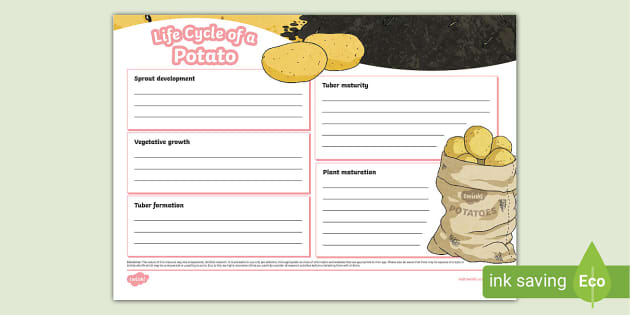 Potato Life Cycle Fact File Template (teacher made) - Twinkl