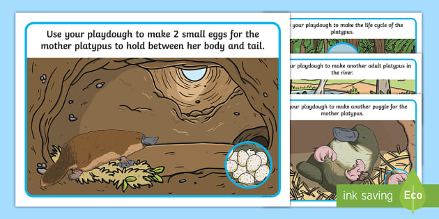 Platypus Life Cycle Modelling Dough Mats (teacher made)