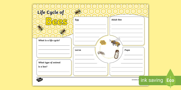 * NEW * Life Cycle of Bees Fact File Template (teacher made)