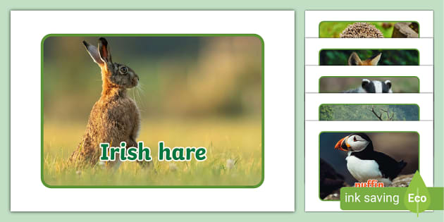 Irish Wildlife Display Photo Pack (teacher made) - Twinkl