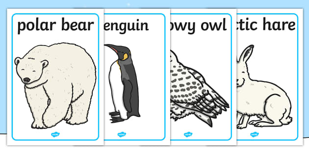 FREE! - Polar Regions Animals Display Posters - Polar List