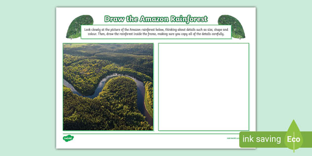 Draw the Amazon Rainforest Art Activity (Teacher-Made)