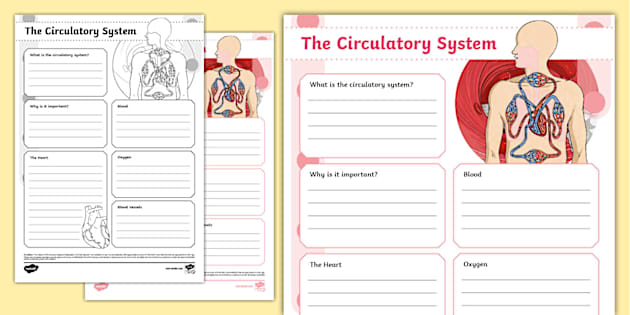 Facts About The Circulatory System (nauczyciel wykonał) Facts About The Circulatory System (nauczyciel wykonał)